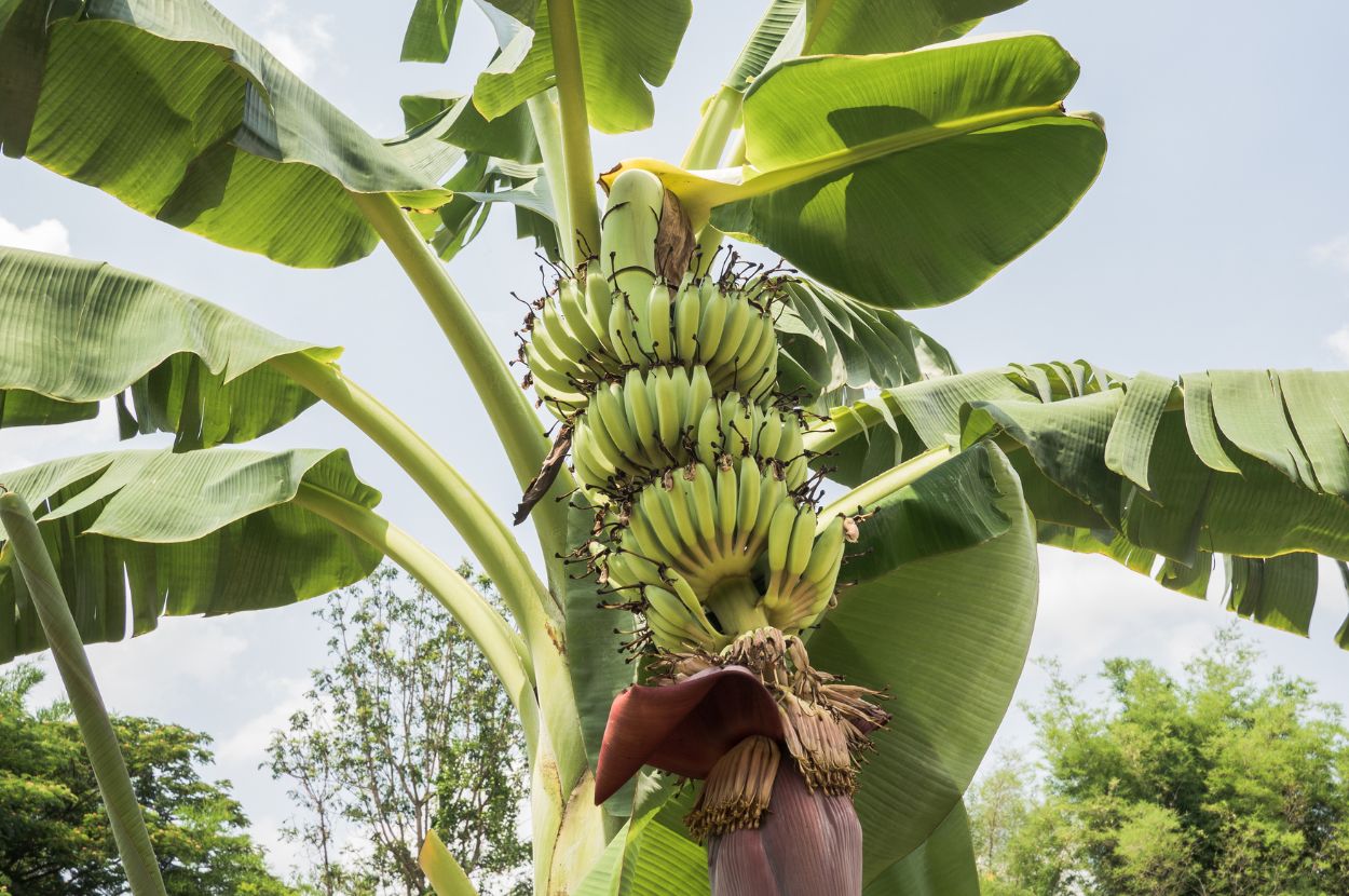 Broj osam na nalepnicama banana ne znači da su one GMO - Istinomer